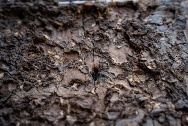 3 Types of Termites Commonly Found in Sacramento
